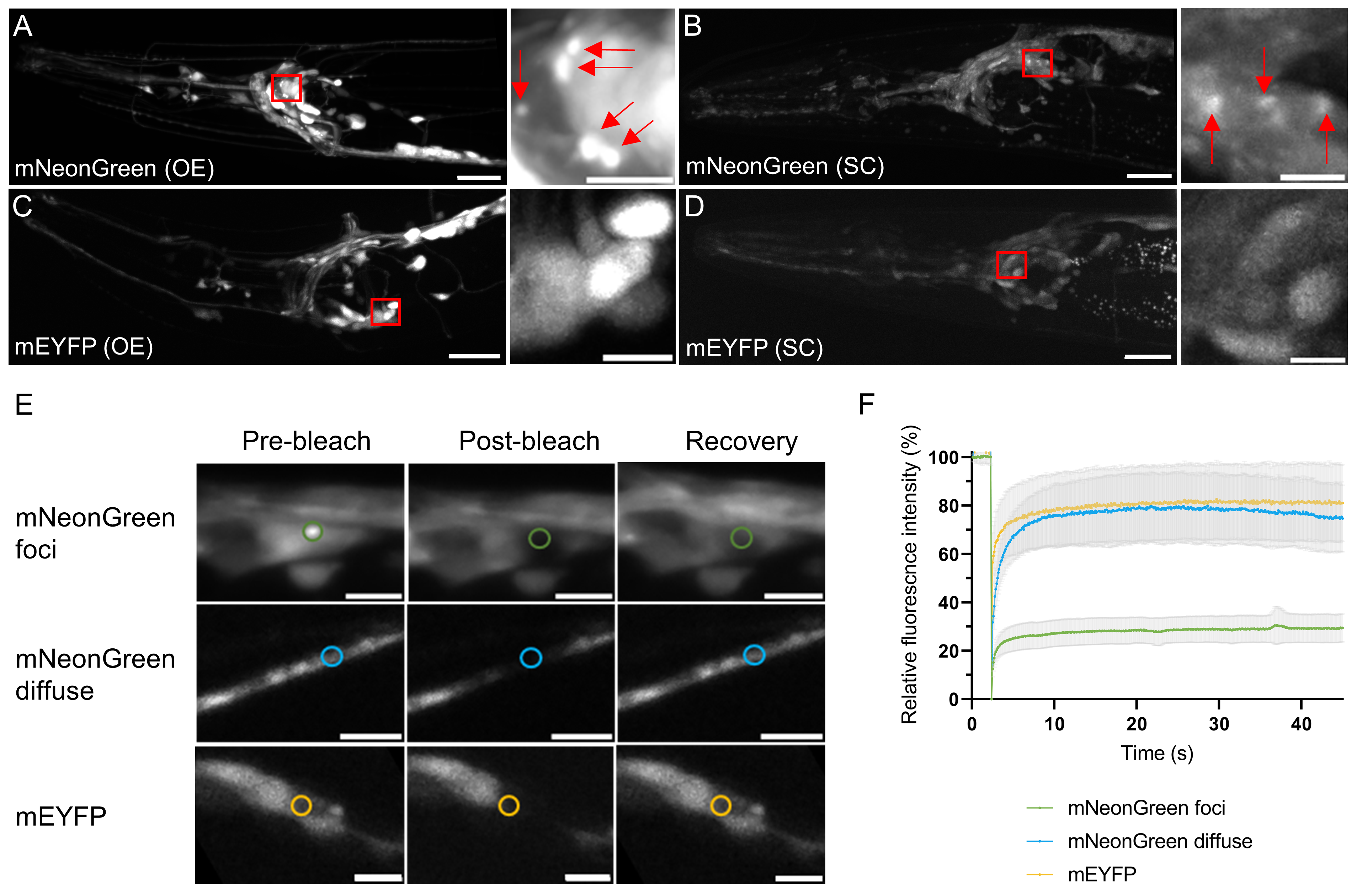 mNeonGreen aggregates when overexpressed in C. elegans neurons ...